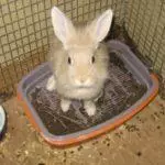 Fyllmedel för kaniner: Vad kan och kan inte användas för toalett 5680_2