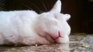 Як і скільки повинні спати кролики, особливості відпочинку і можливі проблеми