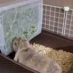 Filler per a conills: què es pot utilitzar i no es pot utilitzar per al lavabo 5680_6