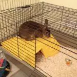 Filler cho thỏ: Những gì có thể và không thể được sử dụng cho nhà vệ sinh 5680_7