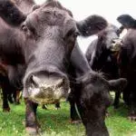 Comolet Cow: Descrición e características, Top 5 razas eo seu contido 5682_12
