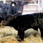 Comolet cow: description and characteristics, top 5 breeds and their content 5682_15