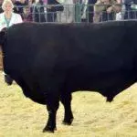 ComOlet lehm: kirjeldus ja omadused, top 5 tõugude ja nende sisu 5682_16