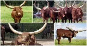 The appearance and characteristics of wild bulls and cows of Vatussi breed, breeding