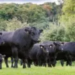 Comolet cow: description and characteristics, top 5 breeds and their content 5682_18