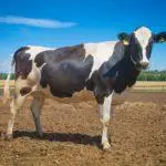 Comolet Cow：描述和特徵，五大品種及其內容 5682_19