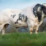 Comolet крава: Опис и карактеристики, Топ 5 раси и нивната содржина 5682_20