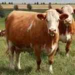 Comolet cow: description and characteristics, top 5 breeds and their content 5682_22