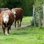 कोमलेट गाय: वर्णन आणि वैशिष्ट्ये, शीर्ष 5 जाती आणि त्यांची सामग्री 5682_24