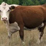 Comolet Cow: Incazelo kanye nezimpawu, izinhlobo ezi-5 eziphezulu nokuqukethwe kwazo 5682_4