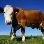 Comolet крава: Опис и карактеристики, Топ 5 раси и нивната содржина 5682_5
