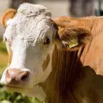 Comolet Cow: Descrición e características, Top 5 razas eo seu contido 5682_6