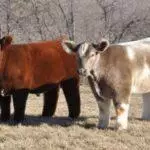 Comolet Cow: Descrición e características, Top 5 razas eo seu contido 5682_8