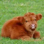Comolet Cow: Descrición e características, Top 5 razas eo seu contido 5682_9