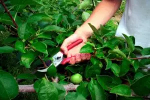 如何執行矮蘋果樹的切割：春季，夏季和秋季形成基本方法