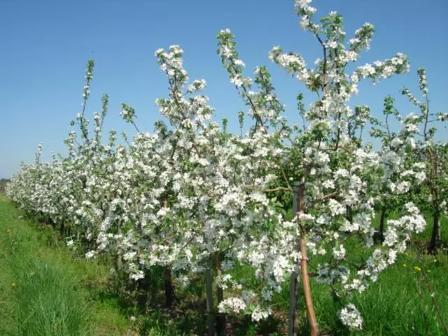 Apple Tree Rene Chernenko: Veislių aprašymas ir charakteristikos, derlius su nuotraukomis 5683_5