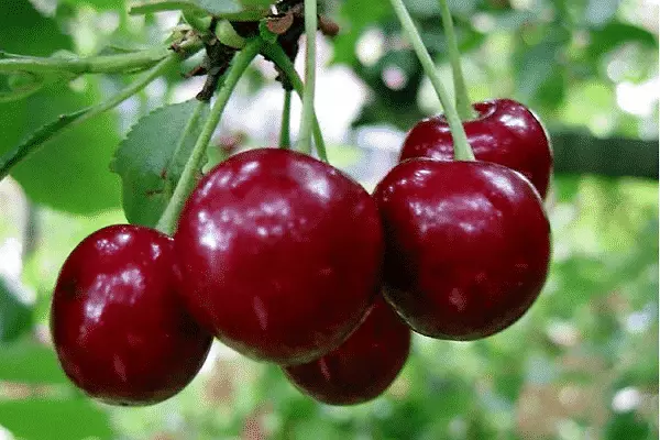 Variety ng Cherry.