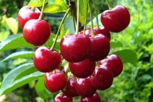 Kuvaus ja ominaisuudet Cherry lajikkeiden kokoaminen, valinnan ja erityispiirteiden historia