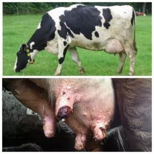 Objawy i leczenie brodawek na wymię z krowy, zapobieganie