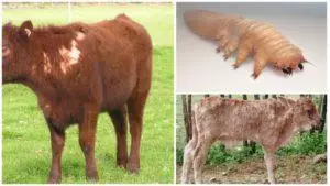 Sintomas de desmodicose em gado, tratamento a partir do carrapato subcutâneo e prevenção