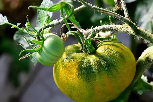 зелений помідор