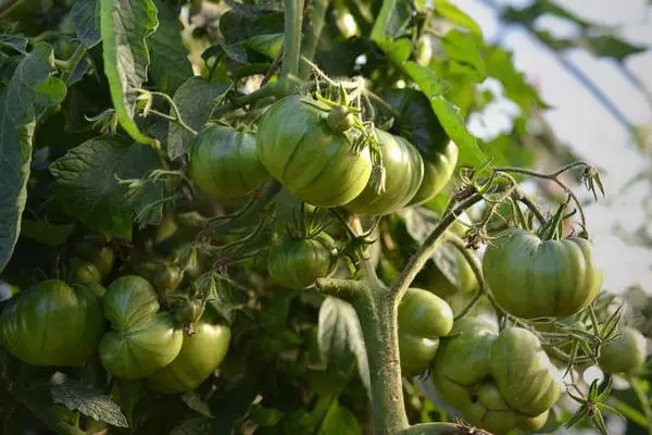 Büyüyen domates