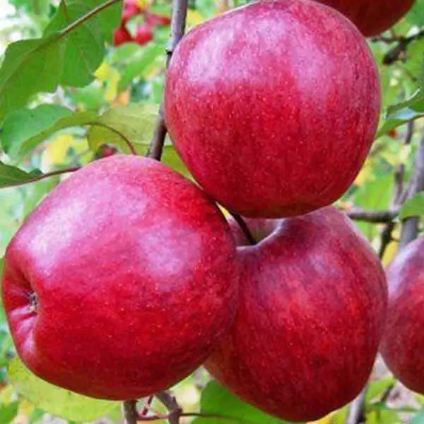 Ябълково дърво MDI.