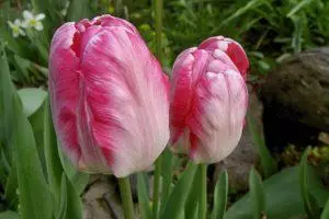 Apejuwe ti awọn oriṣiriṣi oriṣiriṣi ti parrot tulips, ibalẹ ati abojuto