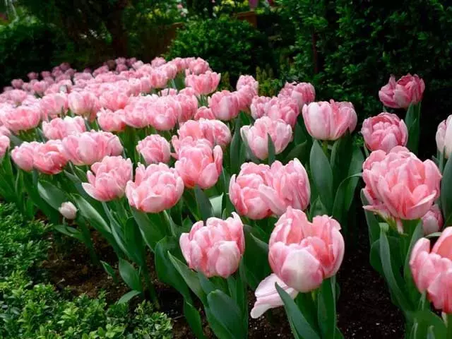 Tulu terry tulips