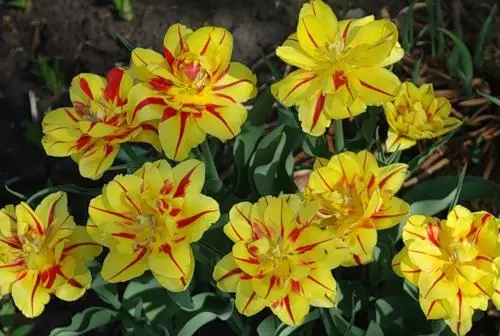 Makirus tulips Moncell