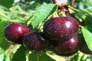 Descrizione e caratteristiche della ciliegia Vishni, vantaggi e svantaggi, in crescita