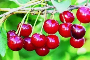 Katrangan babagan macem-macem carmer canadian carmry cherry cherry cherry cherry