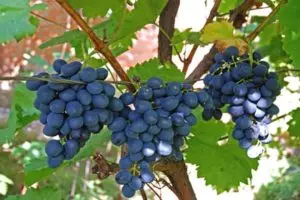 How to process and spray grapes from Mildu for the treatment and control of the disease