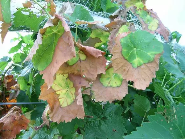 Yellow leaves of grapes
