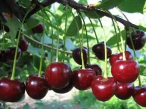 Descrição do geada resistente, rendimentos e variedades Sammond Basculadas de cereja