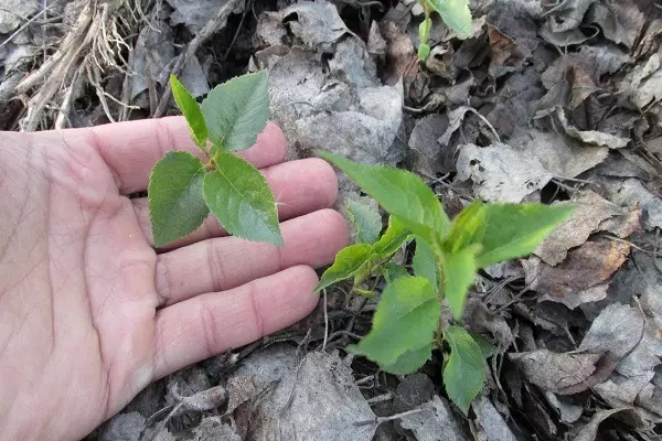 Criação de cereja