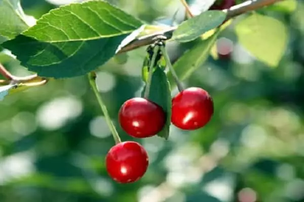 berries បី