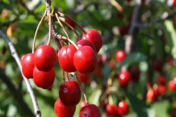 ஒரு மரம் வளரும்