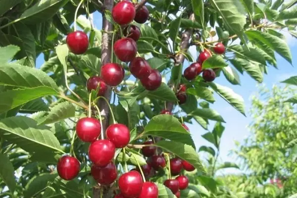 RIPE BERRIES.