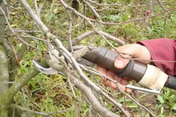 Mga Trimming Branches