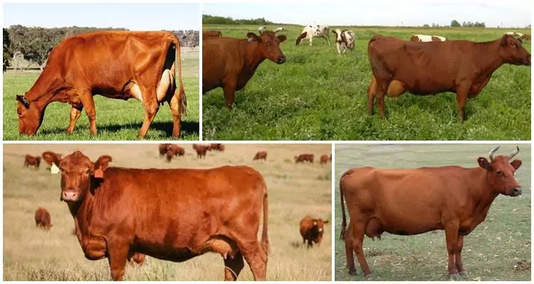Red Steppe Cow Breed