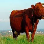 Red Steppe Cow Breed: Description and Ciri-ciri, Kandungan 5709_3
