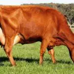 Red Steppe krávy plemene: popis a vlastnosti, obsah 5709_4