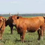 Червена степна крава порода: описание и характеристики, съдържание 5709_5
