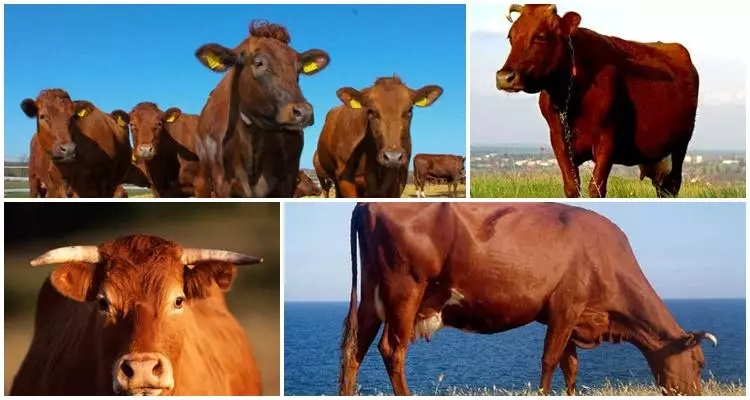 1. گاوها مقدار زیادی گوشت را نمی دهند.