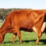 Red Steppe Cow Breed: Description and Ciri-ciri, Kandungan 5709_8