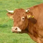 Raça de vaca Red Steppe: Descrição e Características, Conteúdo 5709_9