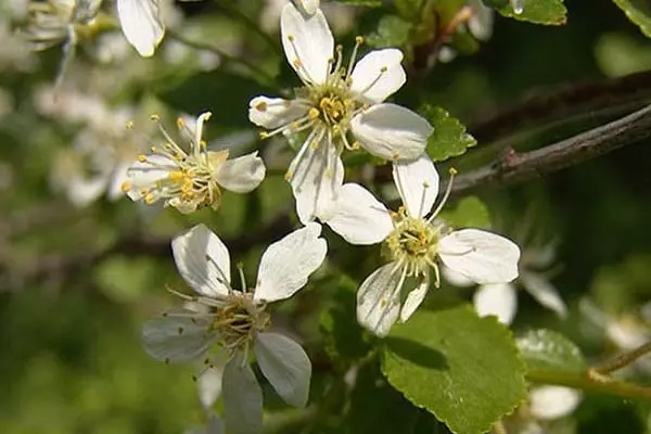 Blommande träd