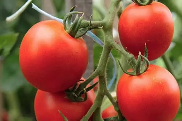 Grupo de tomatov