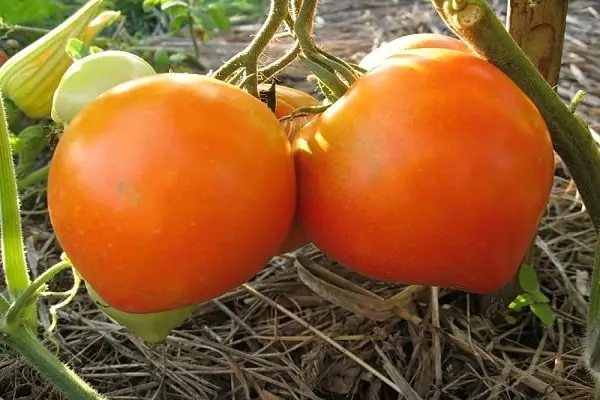 Sederhana, tomato.